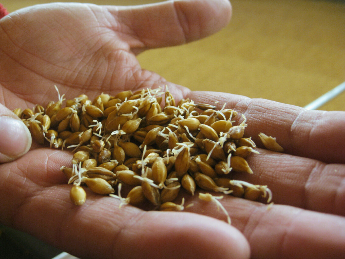 Home – Weyermann® Spezialmalze