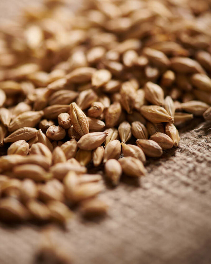 Weyermann® Acidulated Malt * – Weyermann® Spezialmalze